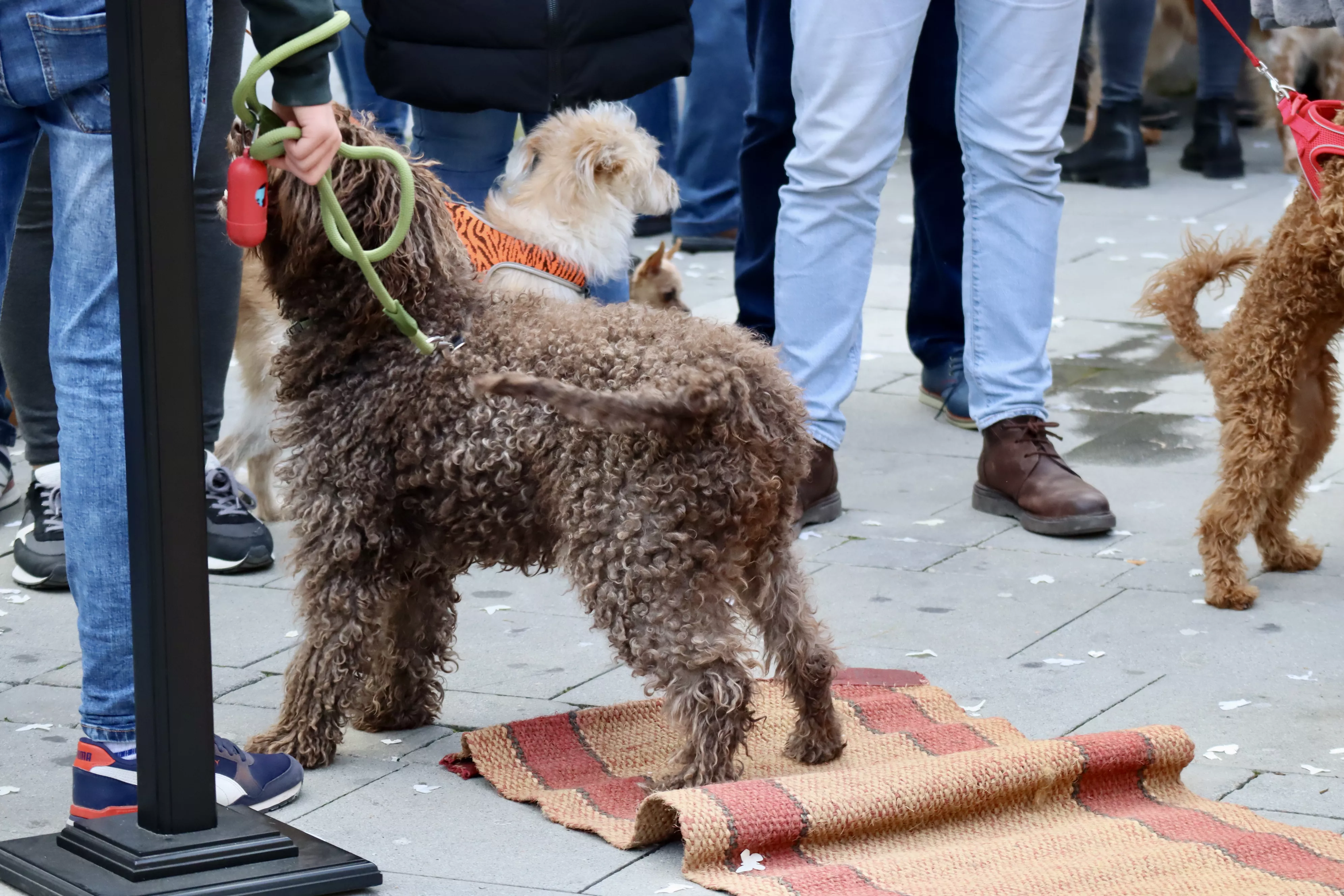 GALERÍA: Las imágenes de la bendición de San Antón a las mascotas en la ...