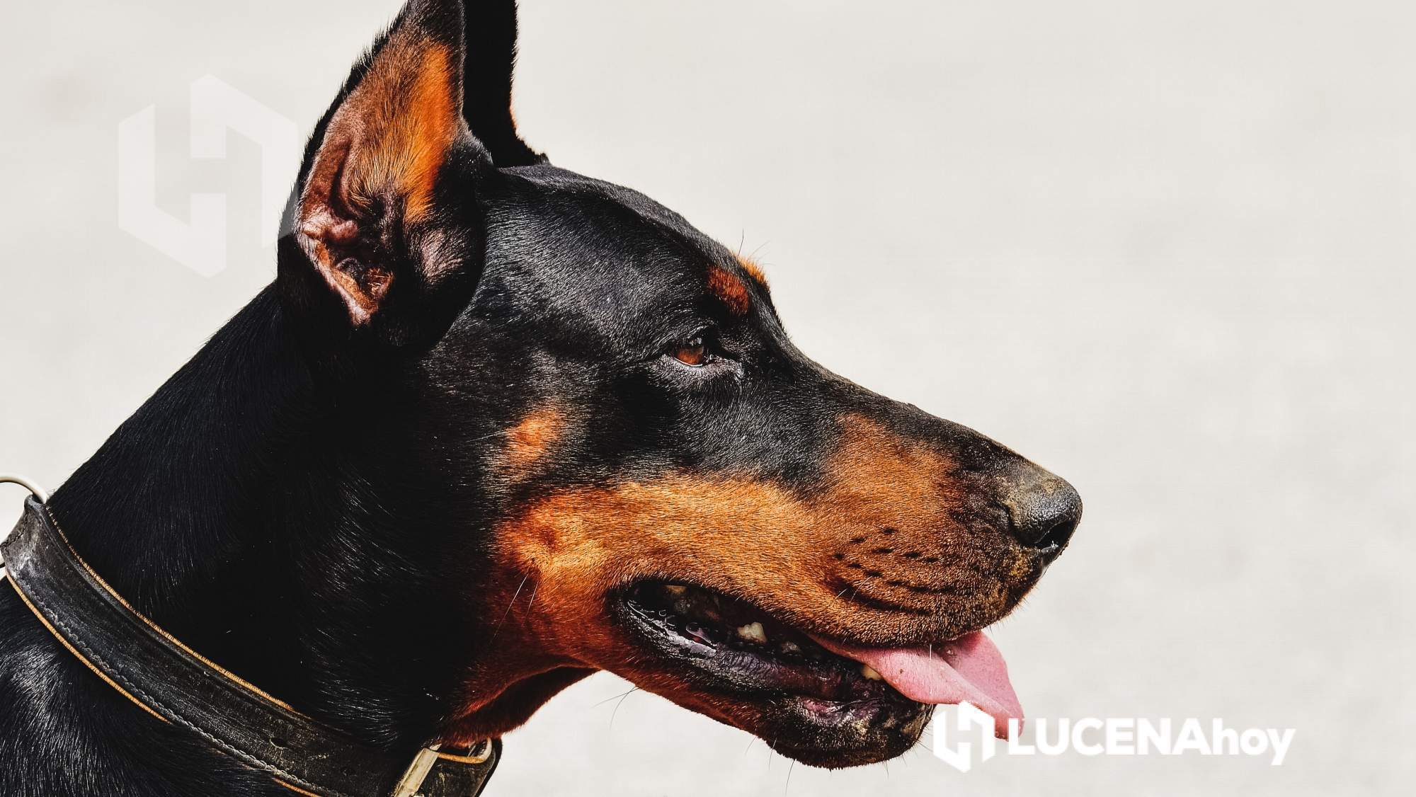 Razas de perros raras y poco comunes